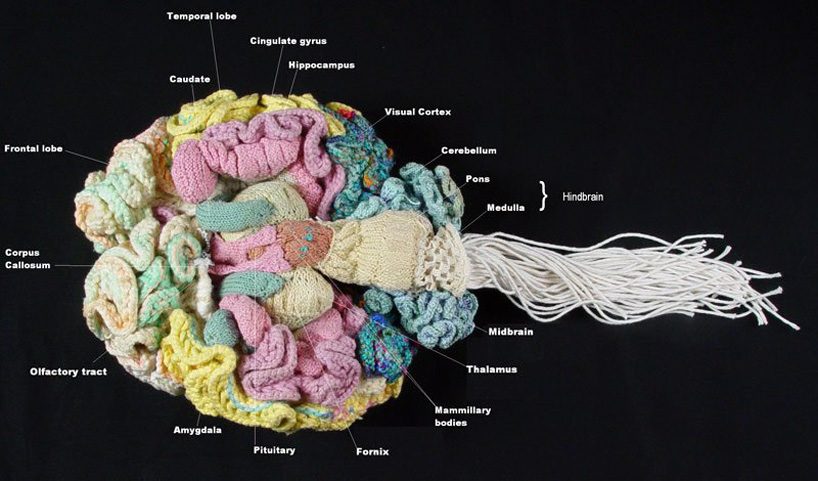 Behold an Anatomically Correct Replica of the Human Brain, Knitted by a ...